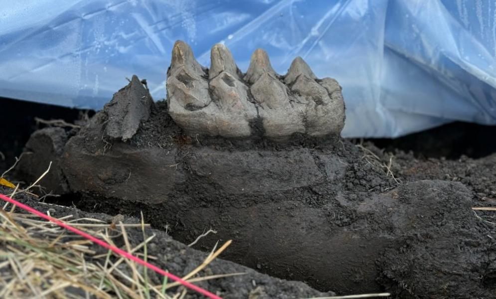 New York state resident finds complete mastodon jaw…