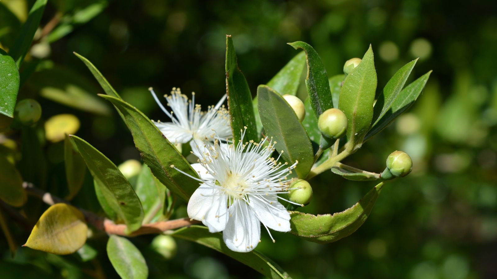 Best fragrant evergreens – 5 perfumed plants for a…