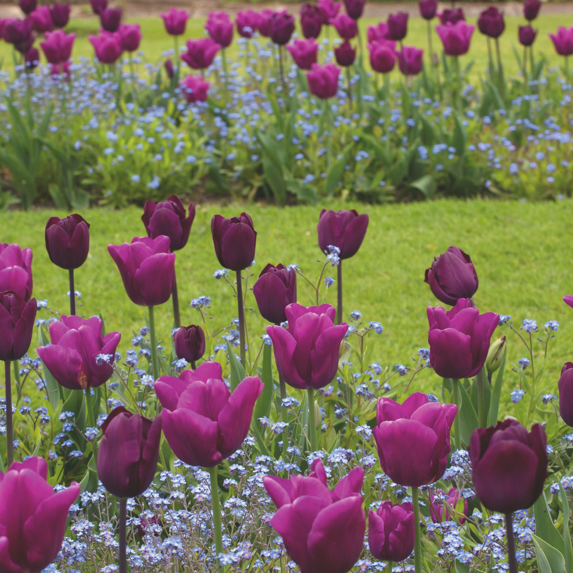 Romantic tulip displays are going to be in all the…