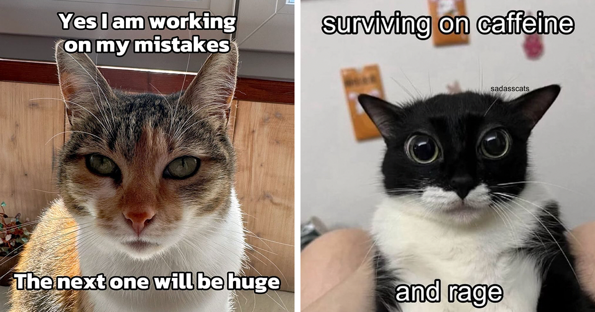 “Surviving On Caffeine And Rage”: 39 Funny Cat Memes…