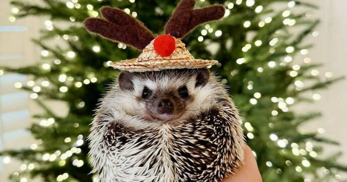 85 Hilariously Adorable Animals To Fill You With Cheer…