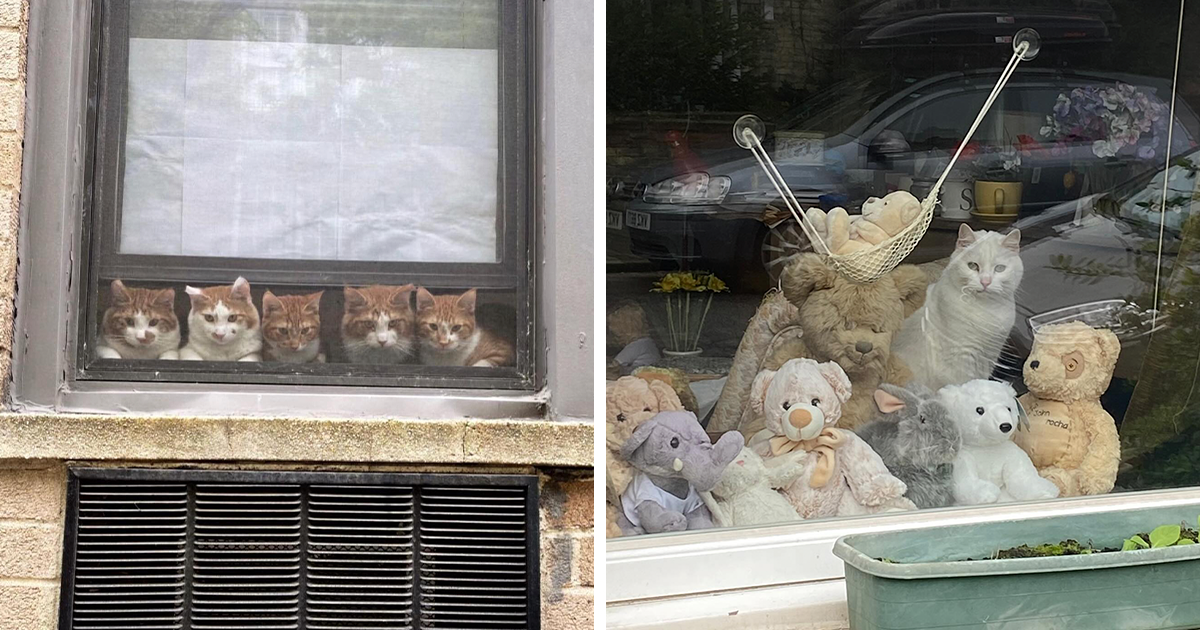 This Instagram Account Posts Pics Of Cats In Windows…