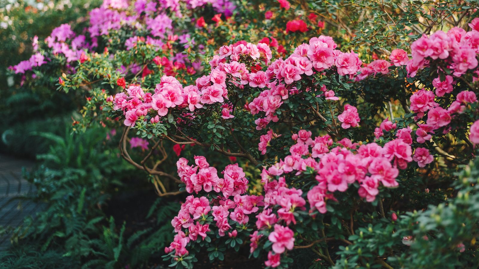 How to overwinter azaleas – and safeguard your plants…