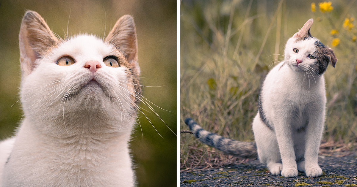 I Captured 40 Cat Portraits That Showcase The Hidden…