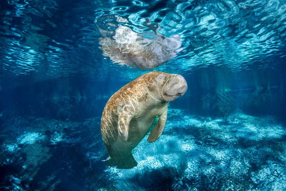 Florida’s manatees are actually relative newcomers,…