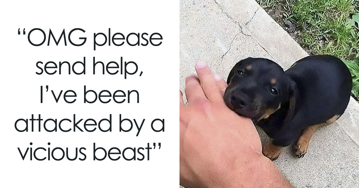 50 Adorable Memes That Prove Dogs Are From A Whole…