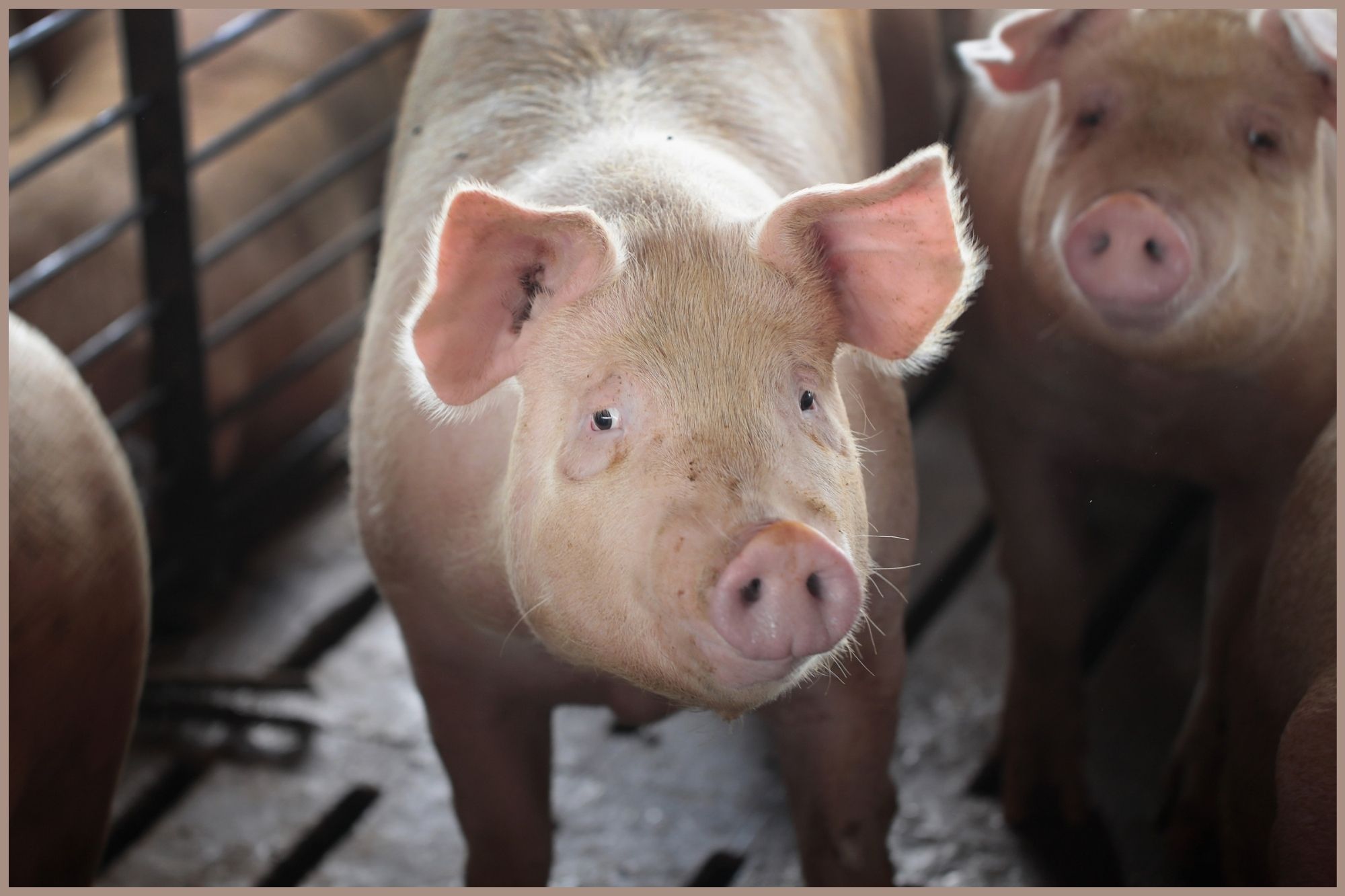 Ohio Authorities Unsure Who To Charge After Pigs Maul…