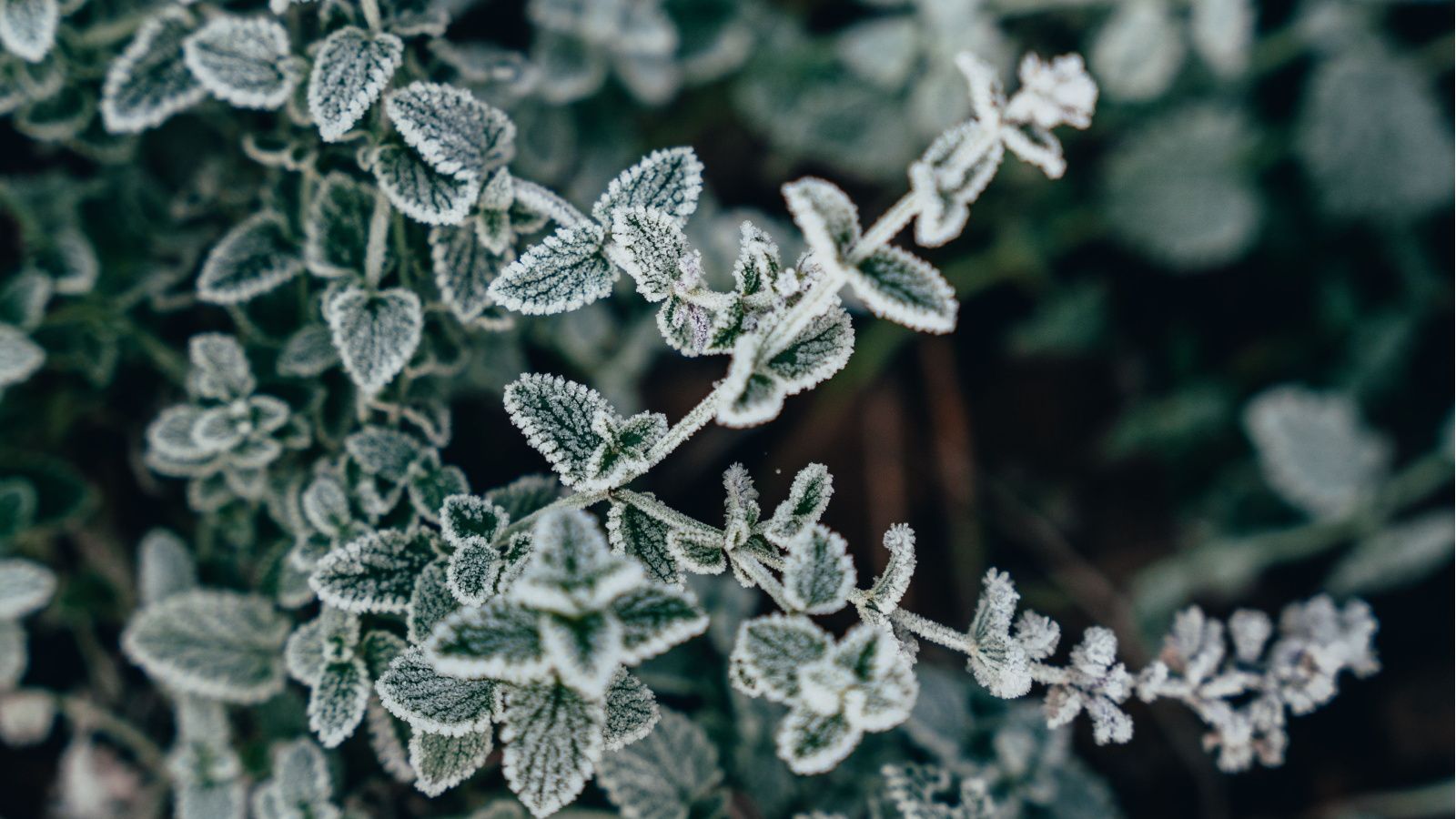 Is mint frost-tolerant? Everything you need to know…