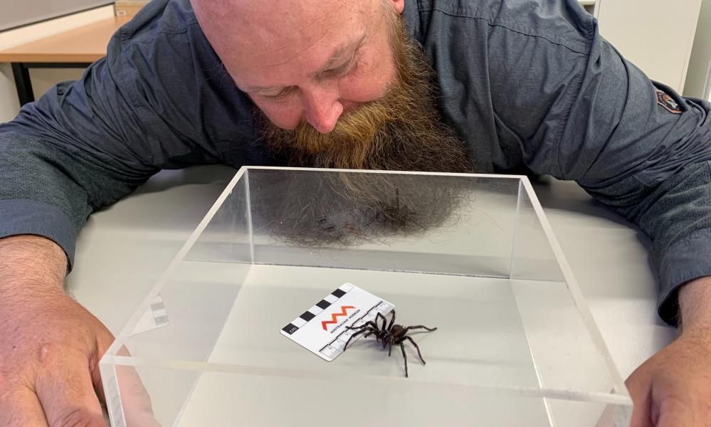 Dream come true for Australian funnel-web spider…