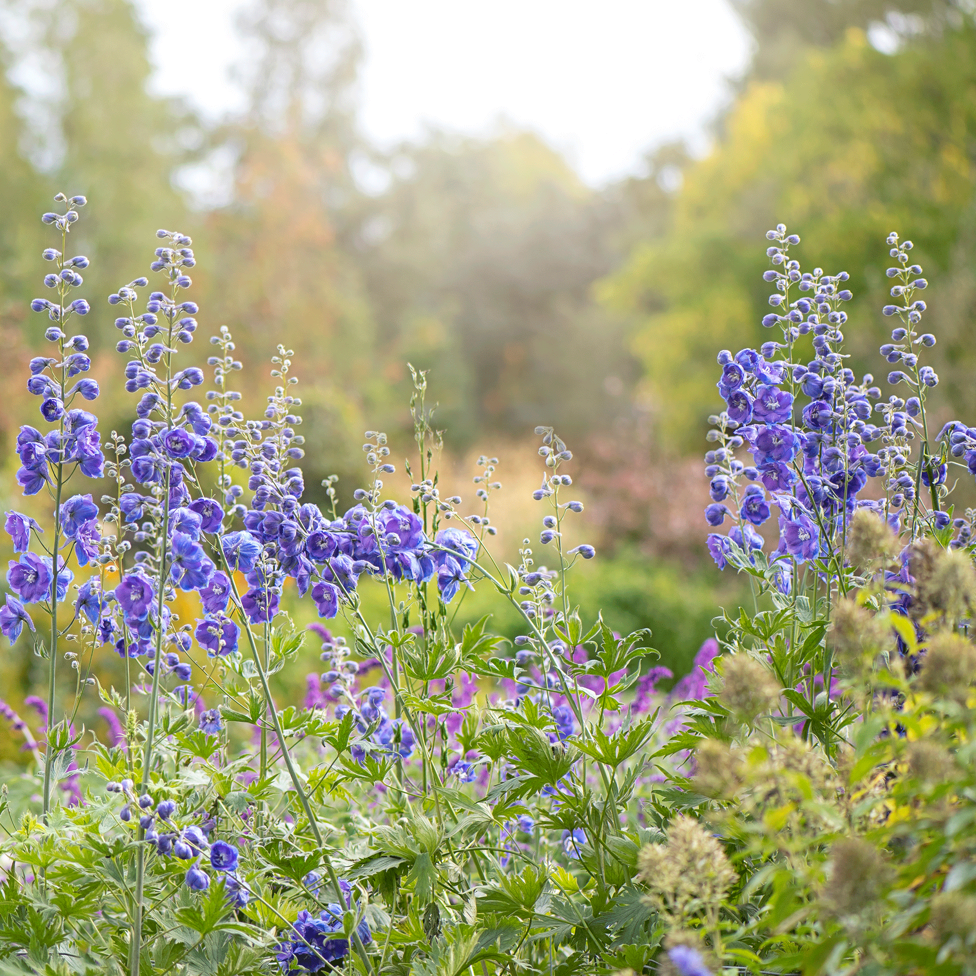 How to grow delphiniums – the cottage garden favourite…