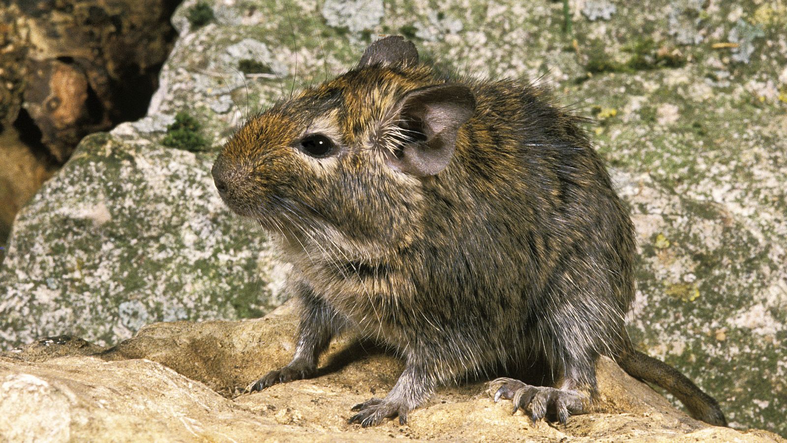 Common degu: Oversized hamsters with societies…