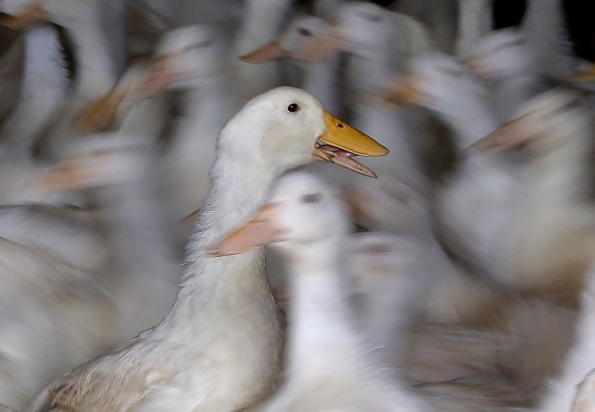 Bird flu outbreaks close parks and force zoos to…