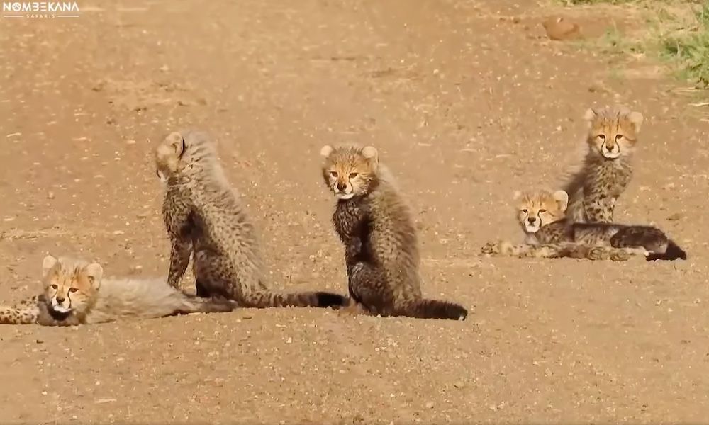‘Fur ball’ cheetah cubs play on road in ‘beautiful…