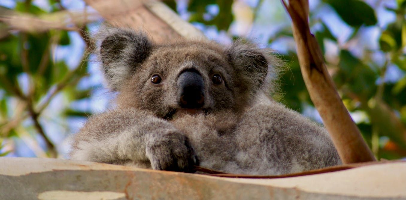 ‘I was shocked’: a scientist tracking koalas films…