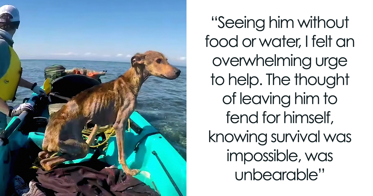 Man Discovers Stranded Dog On Remote Island And…