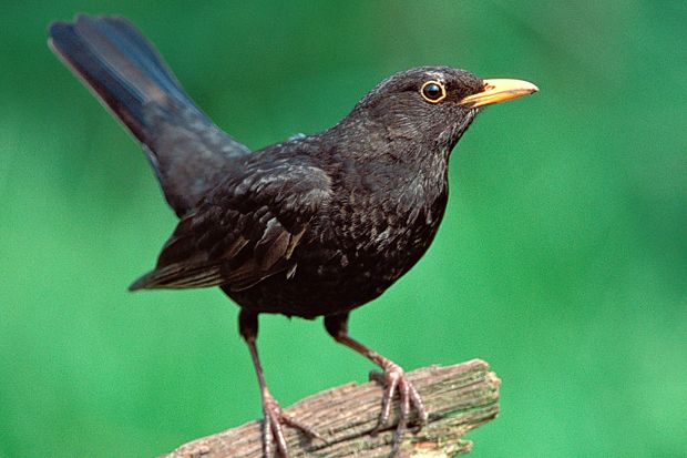 Blackbirds numbers in London plummet amid spread of…