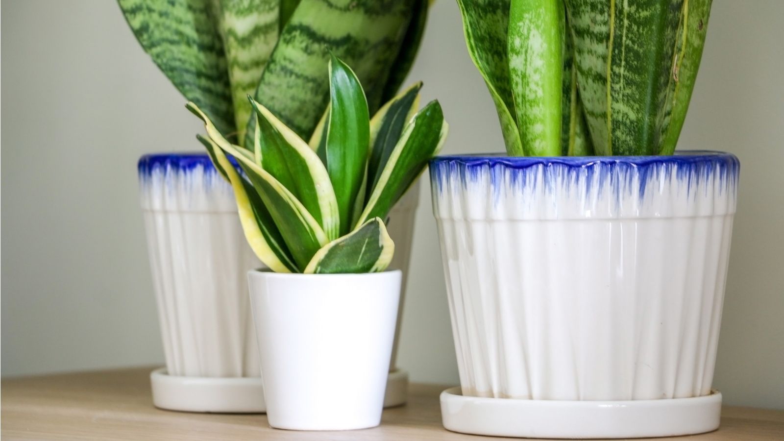 How to make your own snake plant potting mix – a…