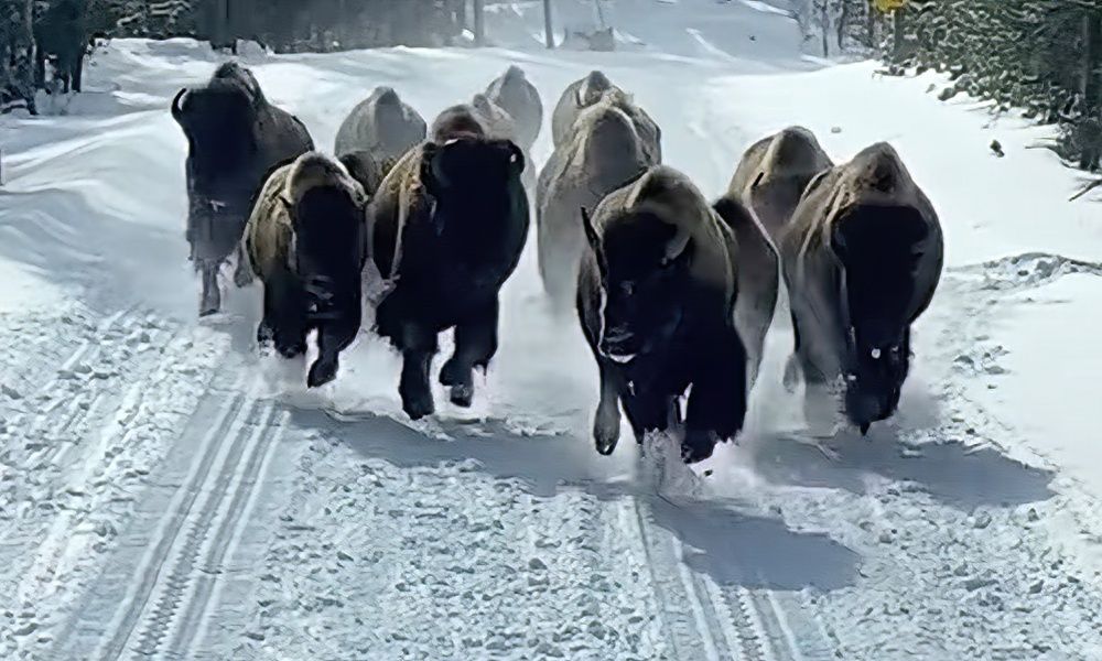Yellowstone bison stampede toward snow coach in…