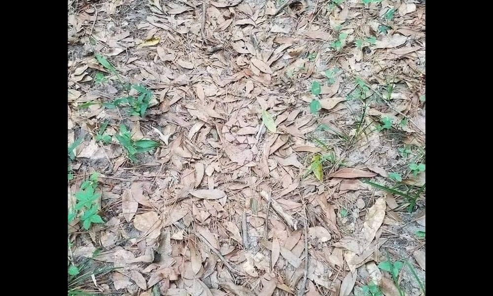Can you spot the copperhead snake perfectly hidden in…