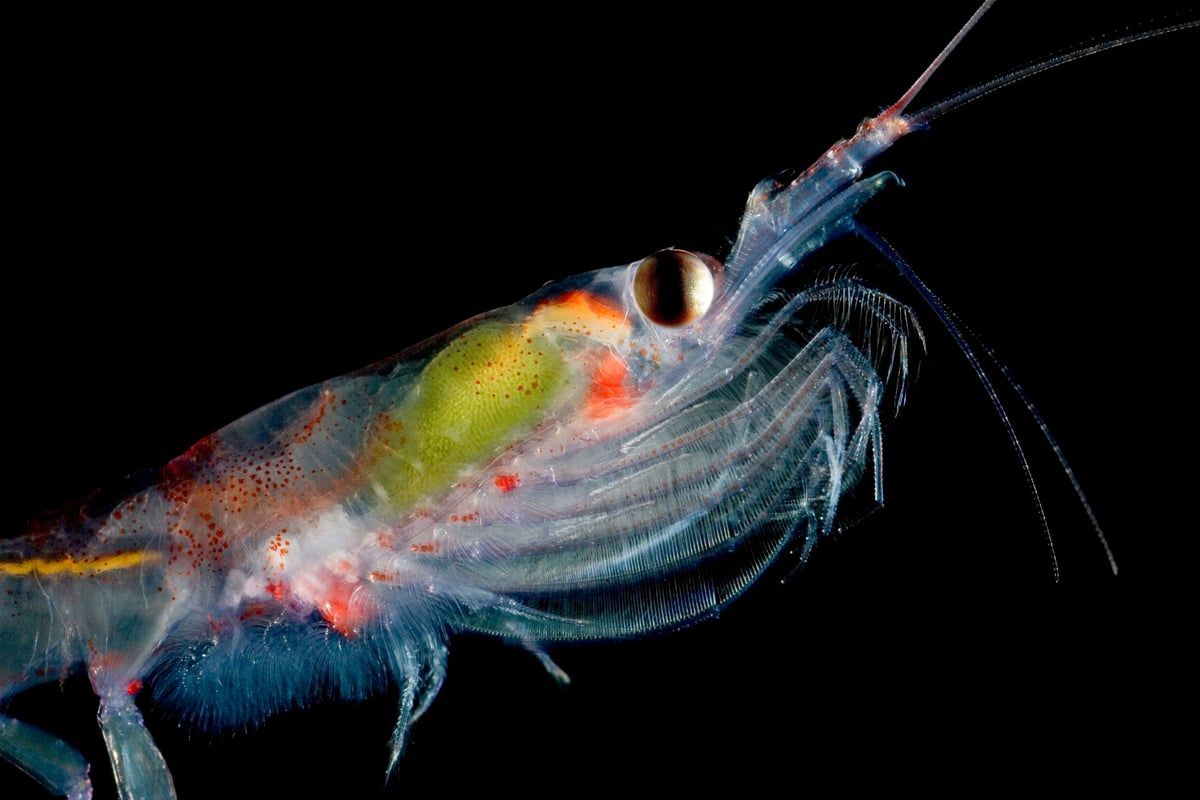 UK scientists plan to monitor krill from space as…