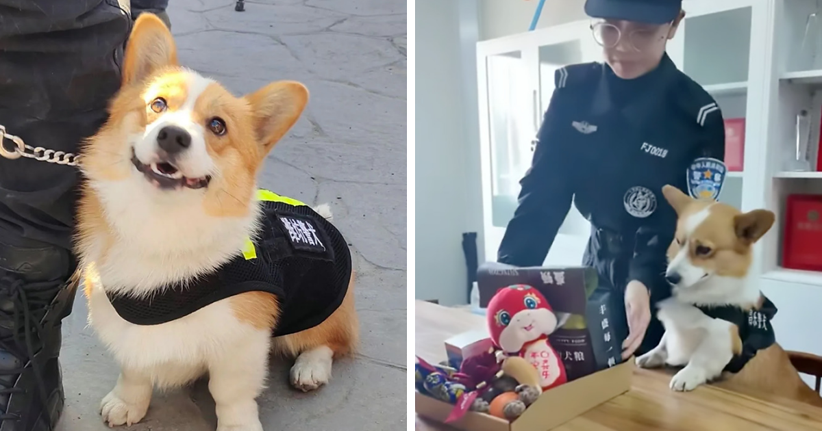 “This Is Cruelty!”: Outrage After Corgi Police Dog…
