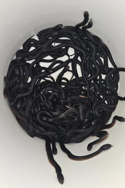 Over 100 Venomous Red-Bellied Black Snakes Found In…