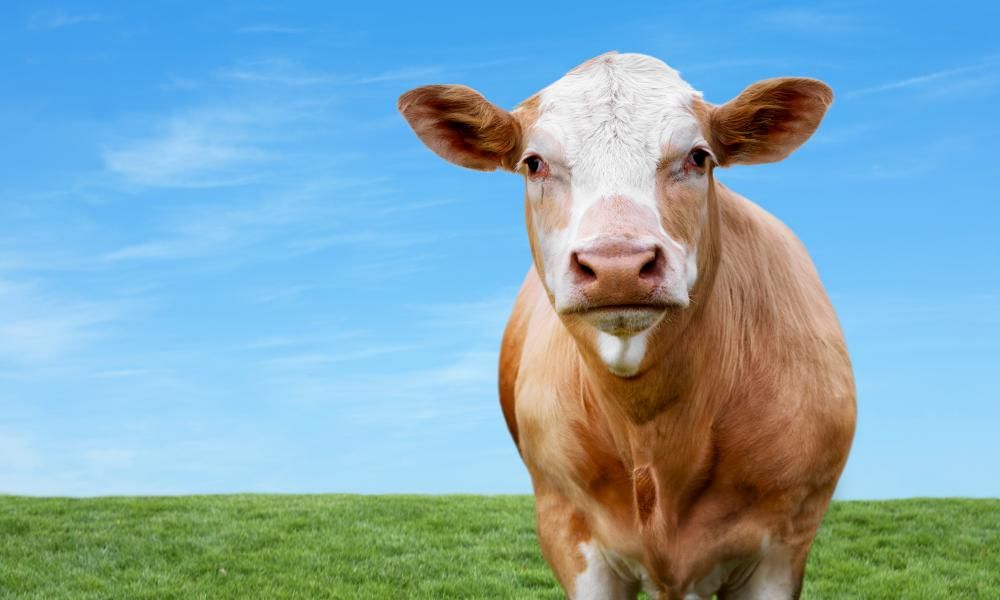 Methane-emitting cows and junk motorway food