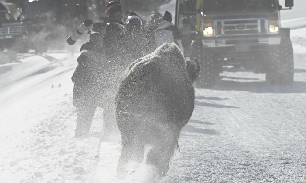 Bison ‘thunder’ through crowd of panicked Yellowstone…