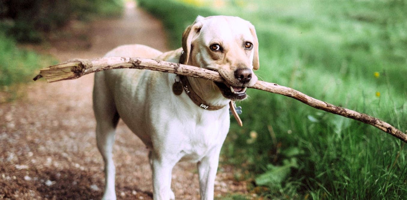 Thousands of Australian pets may soon have ‘useless’…