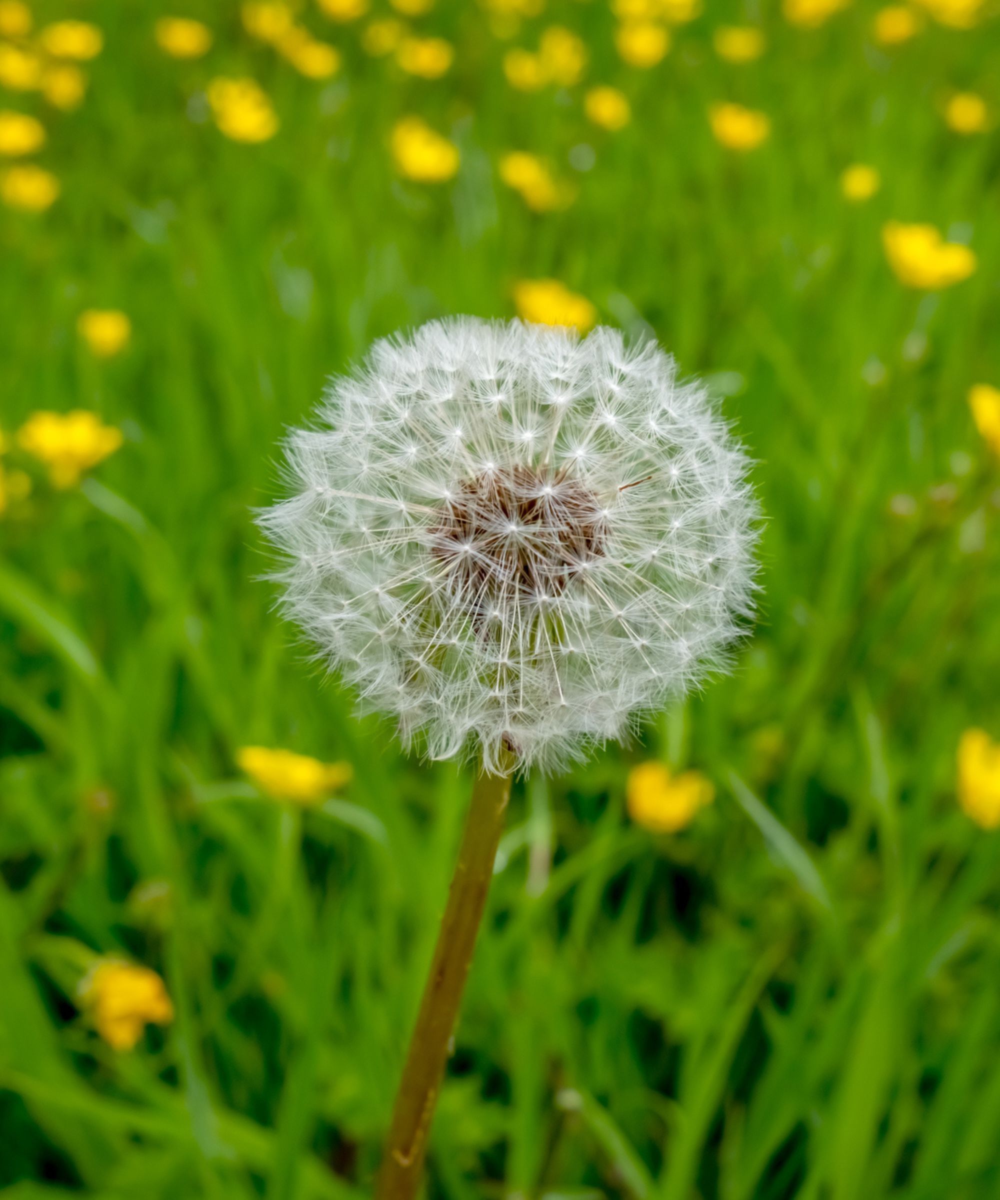 Weeder types explained – gardening pros explore 10…