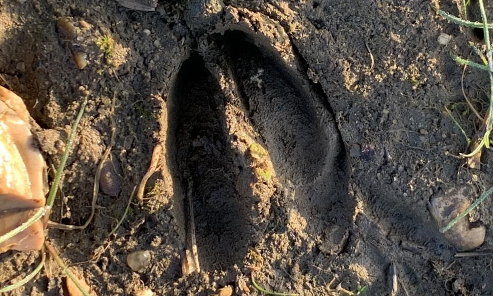 Country diary: My daughter says she’s seen a fawn