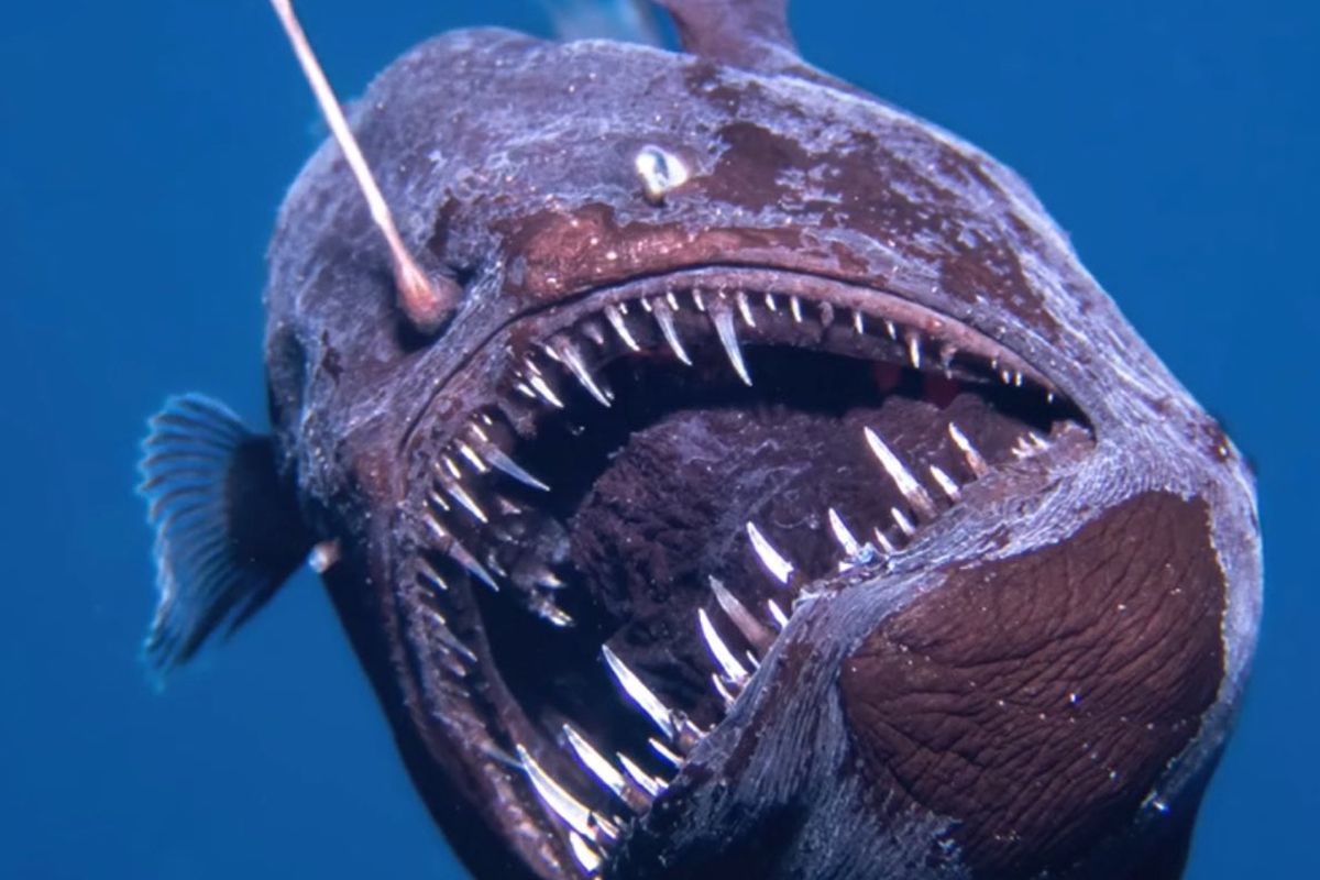 Why Did The Deep Sea Anglerfish Rise Thousands of Feet…