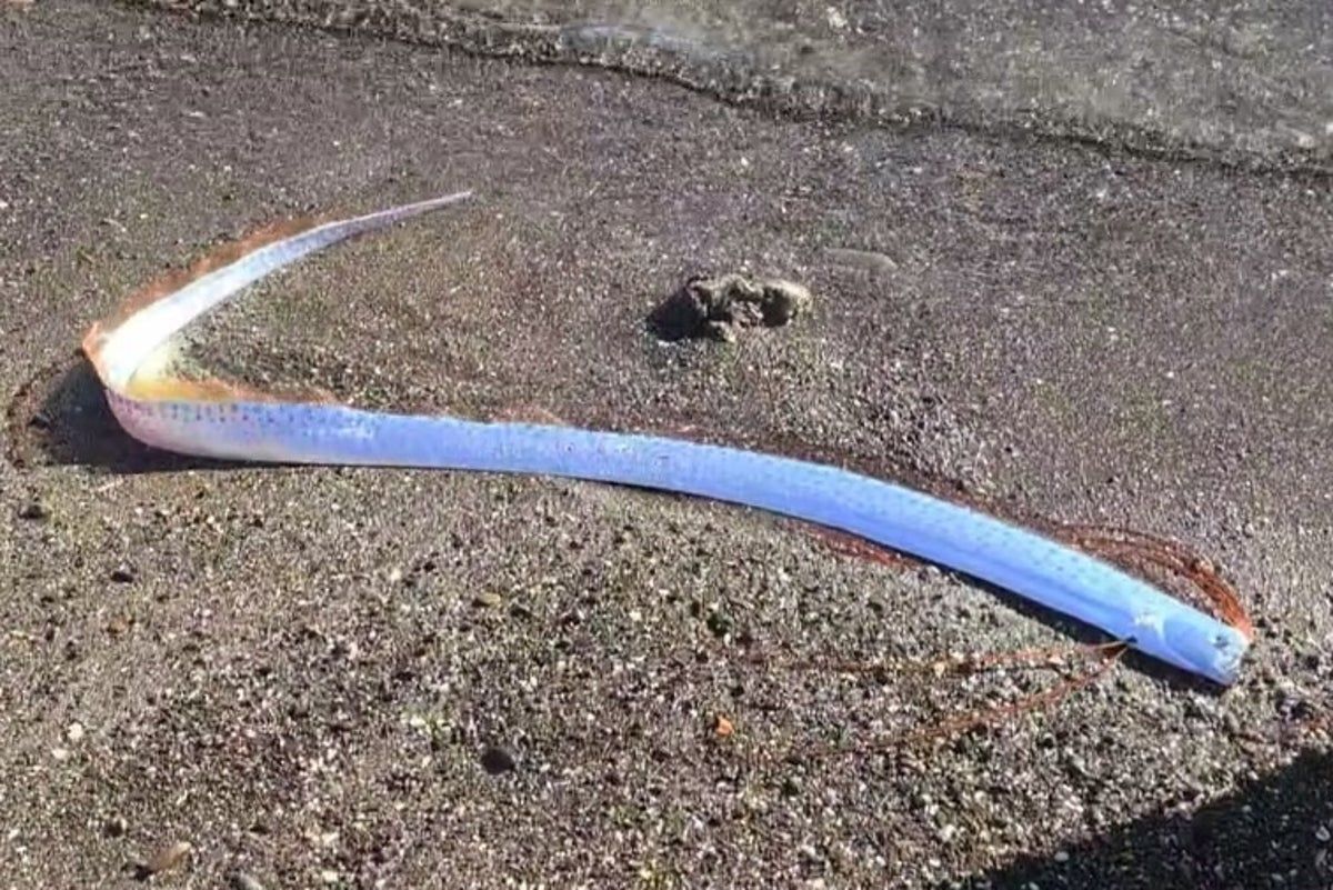 Rare deep-sea ‘doomsday fish’ washes up on Canary…