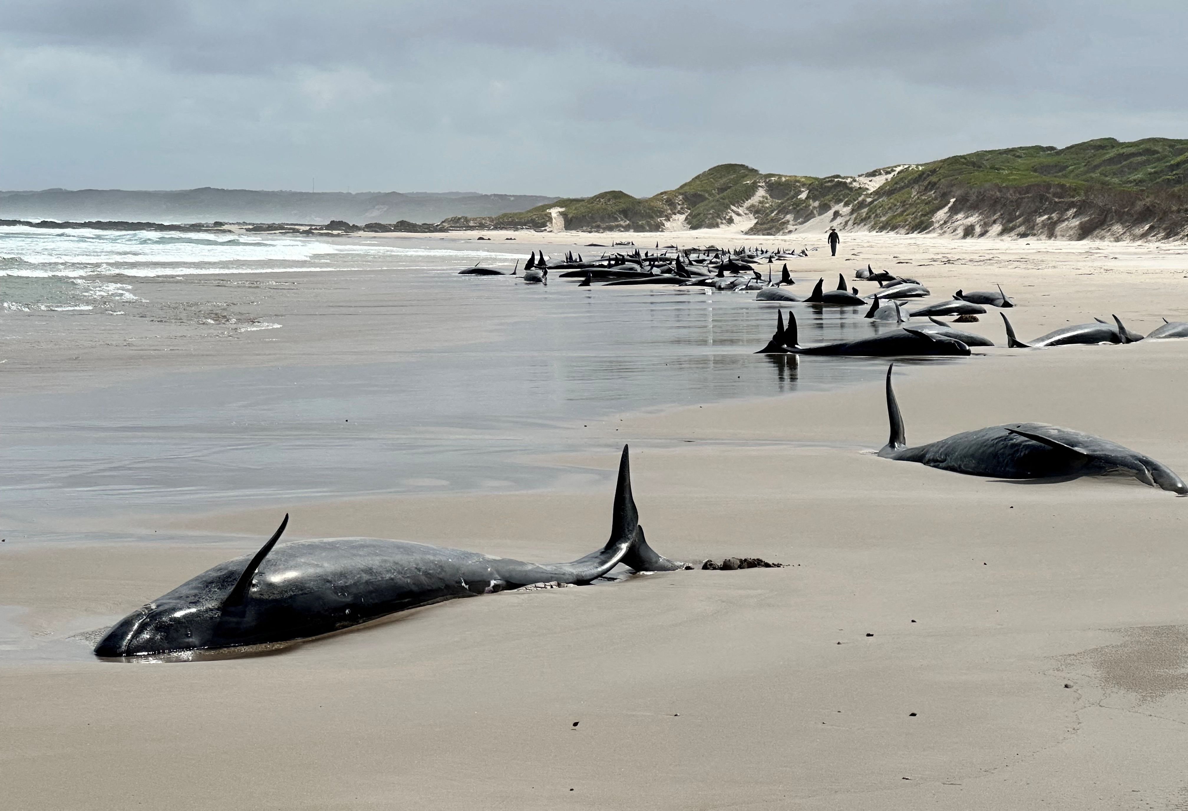 More than 150 false killer whales stranded on beach in…