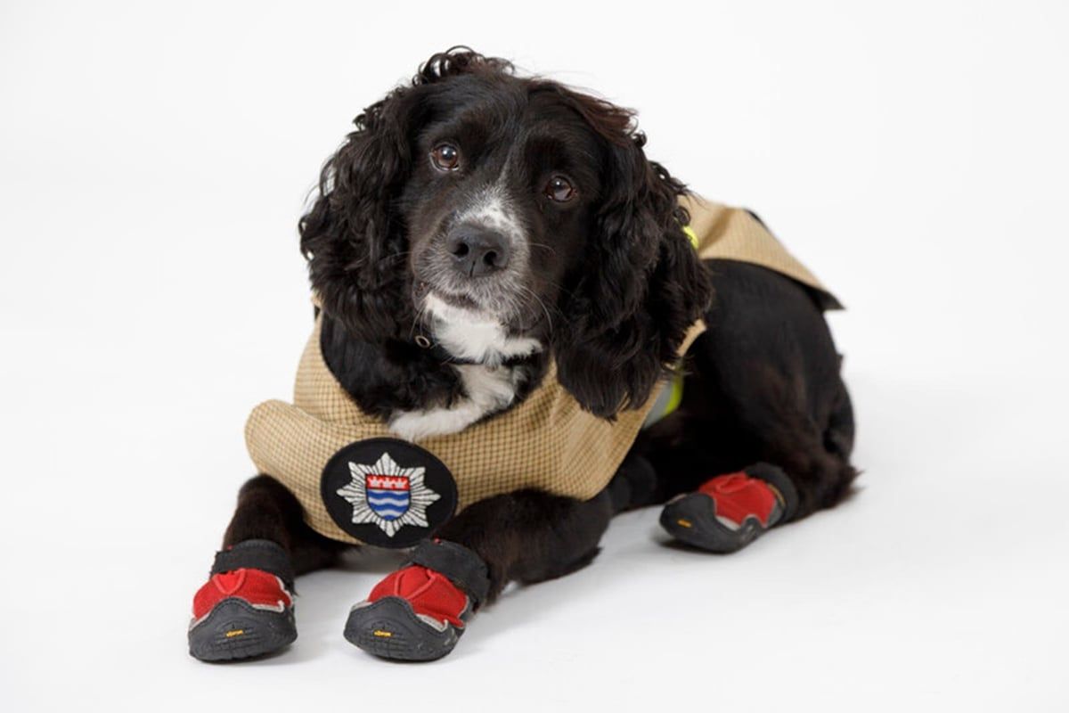 Meet Sherlock, London's longest-serving fire dog, as…