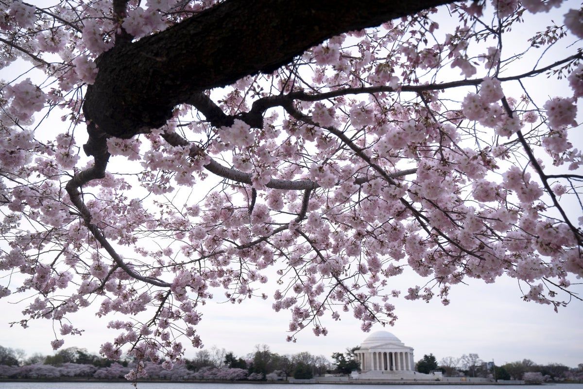 Peak bloom for the iconic cherry blossom trees of…