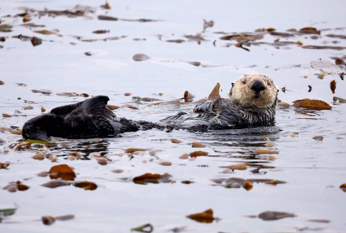 Sea otters help recover the kelp forests they depend…