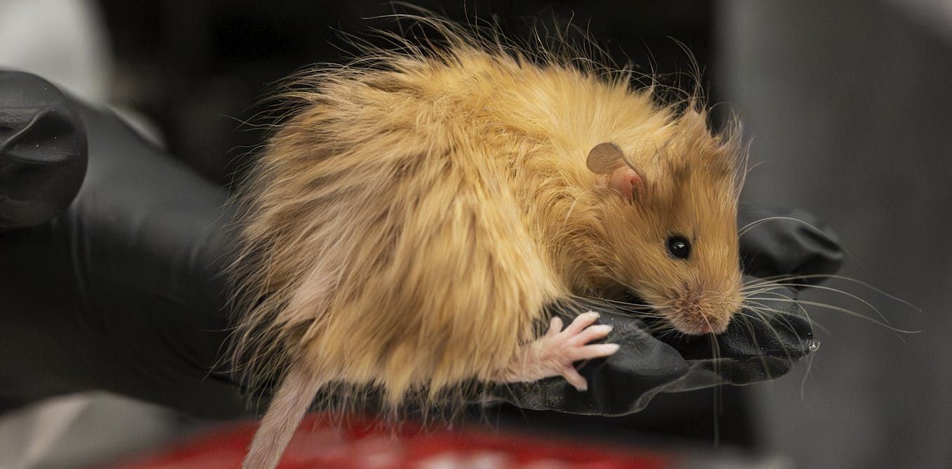 Mice with woolly mammoth traits could pave the way for…