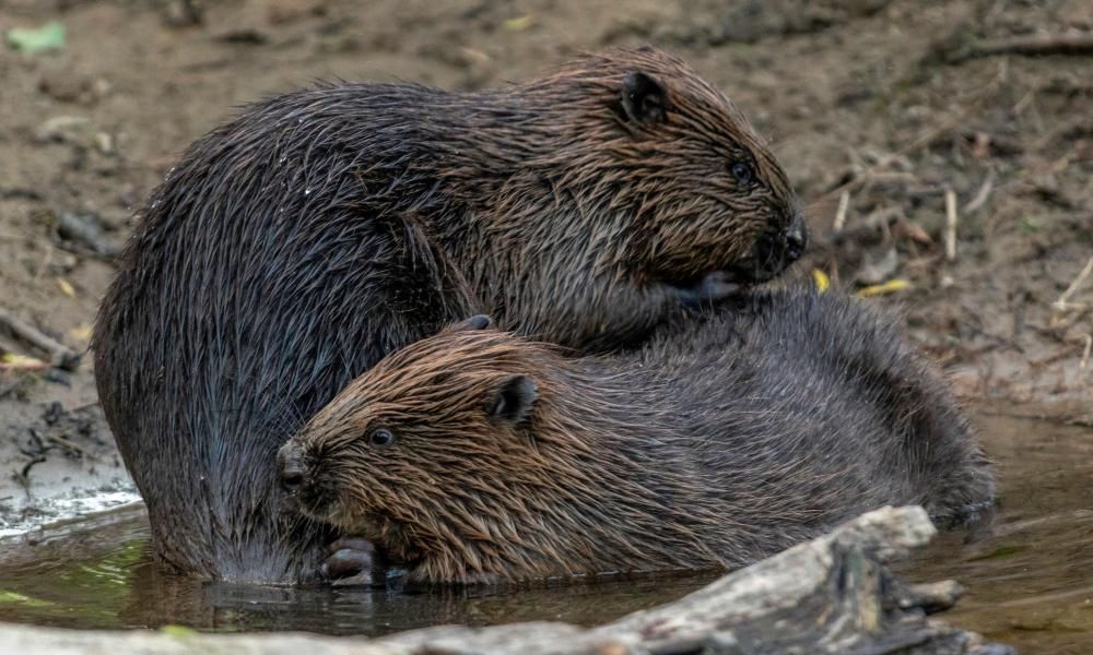 ‘I feel real hope’: historic beaver release marks…
