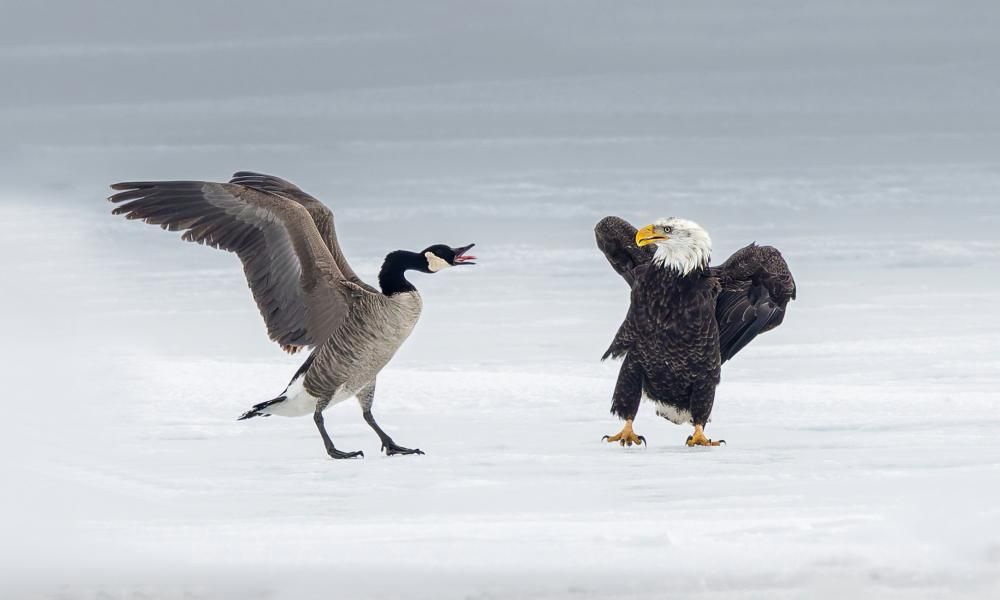 Canada goose fights off bald eagle in rare,…