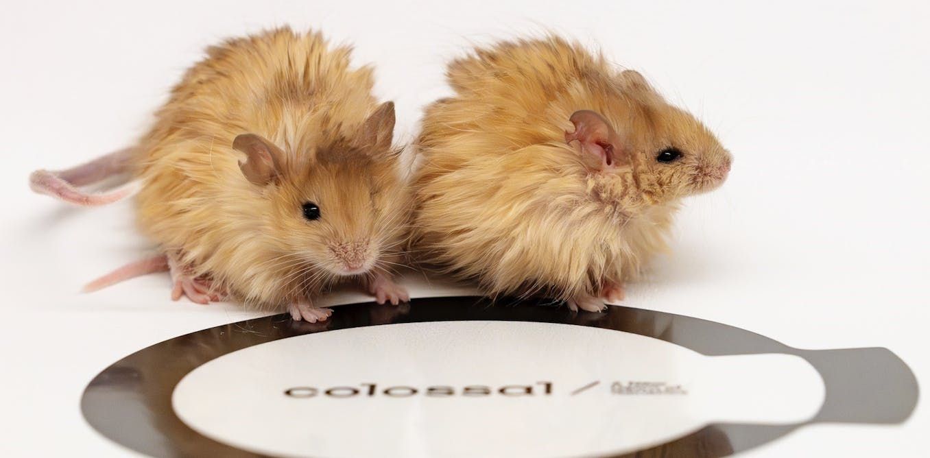 Woolly mice are cute and impressive – but they won’t…