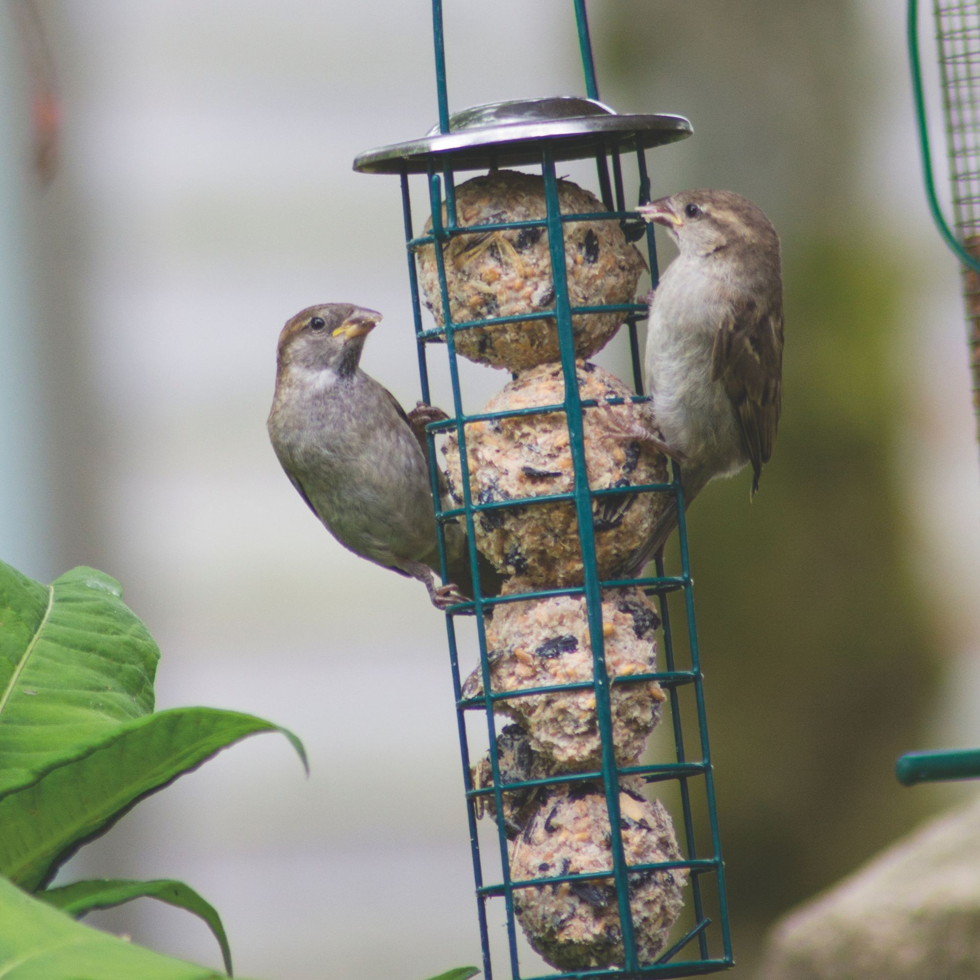 Small wildlife garden ideas — 7 ways to turn a tiny…