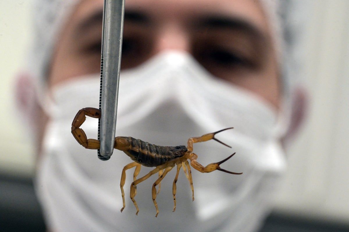 Strange new scorpion species that sprays venom…