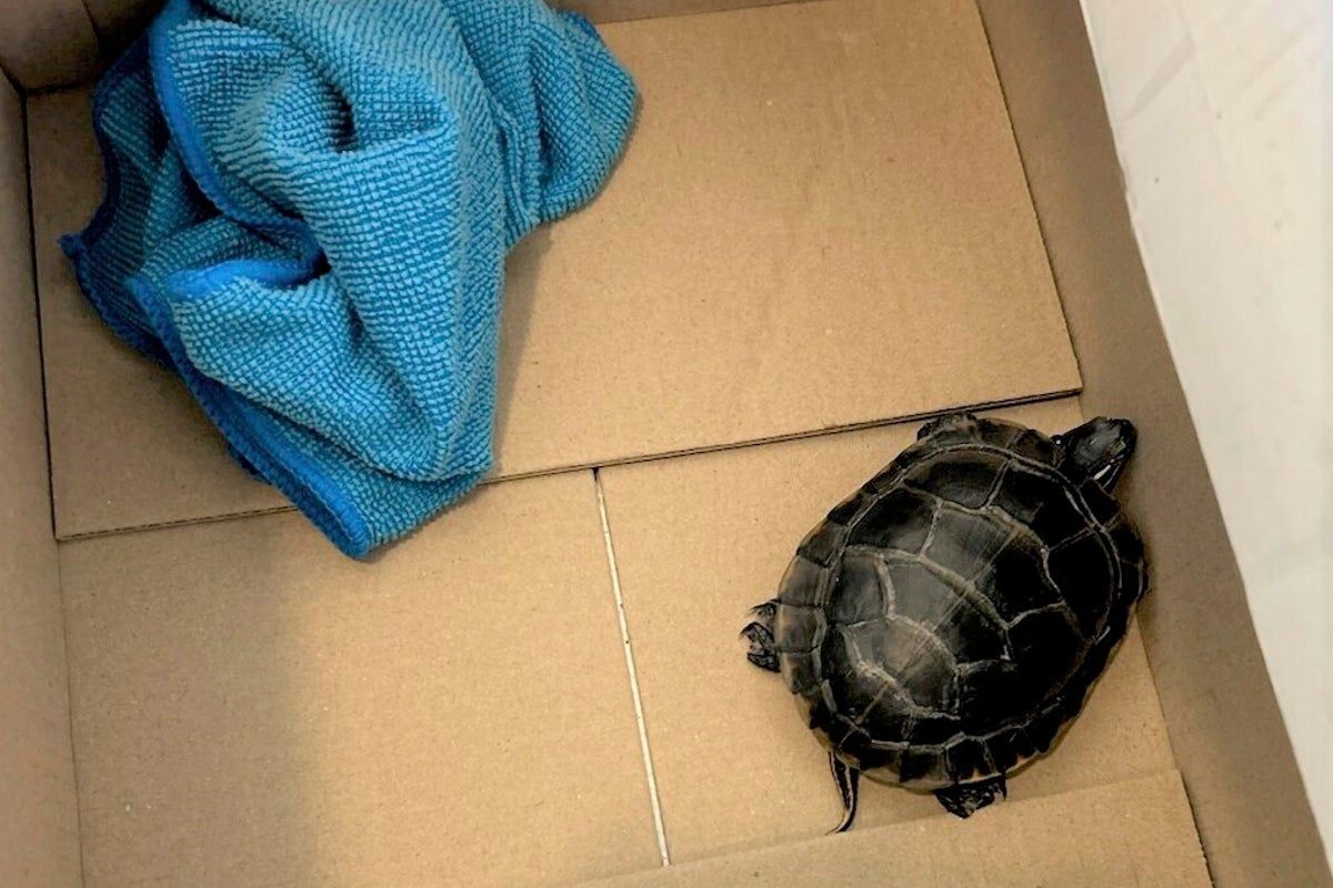 Man found with live turtle hidden in his trousers by…
