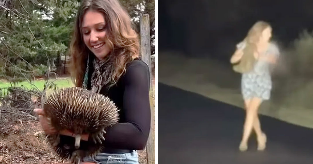 “Coward”: US Woman Who Snatched Baby Wombat, Angered…