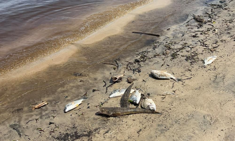 Thousands of fish die in cyclone-hit northern rivers…
