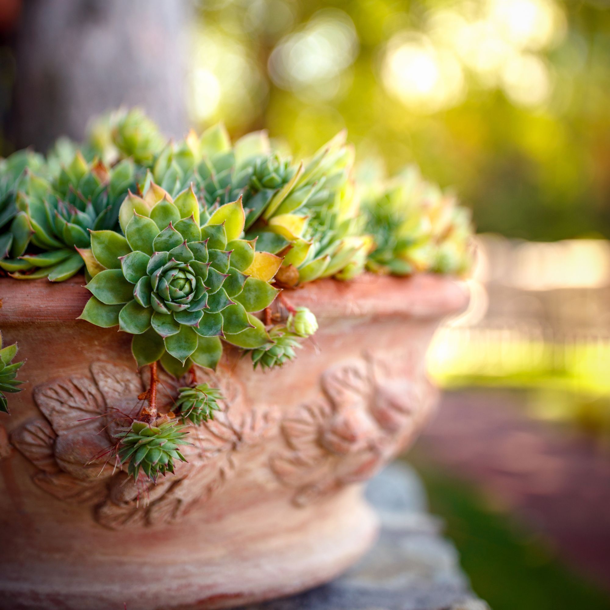 The pot plants that thrive on neglect — create a…