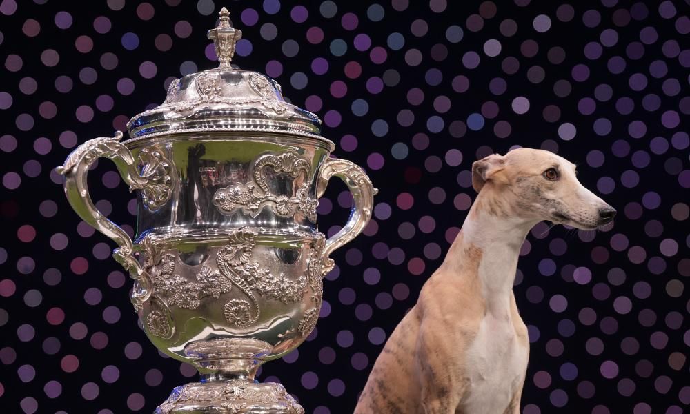 Why the whippet will always be top dog