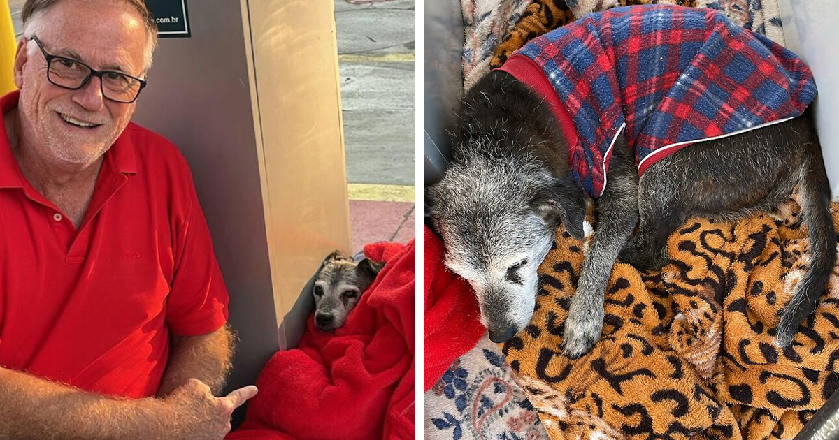 This Elderly Stray Dog Found A Home At A Gas Station,…