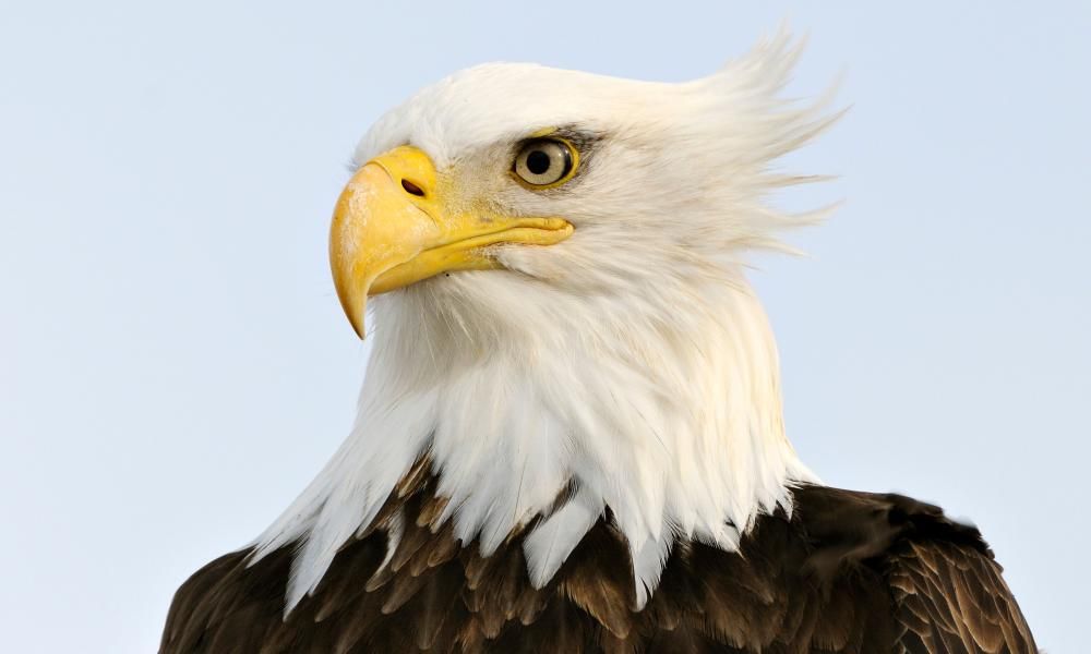 Dangerous birds, headless statues and rescues from…